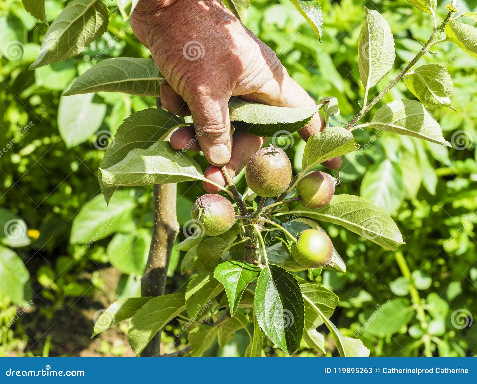 Hand that is Touching a Small Apple that is Hanging on a Tree Stock ...
