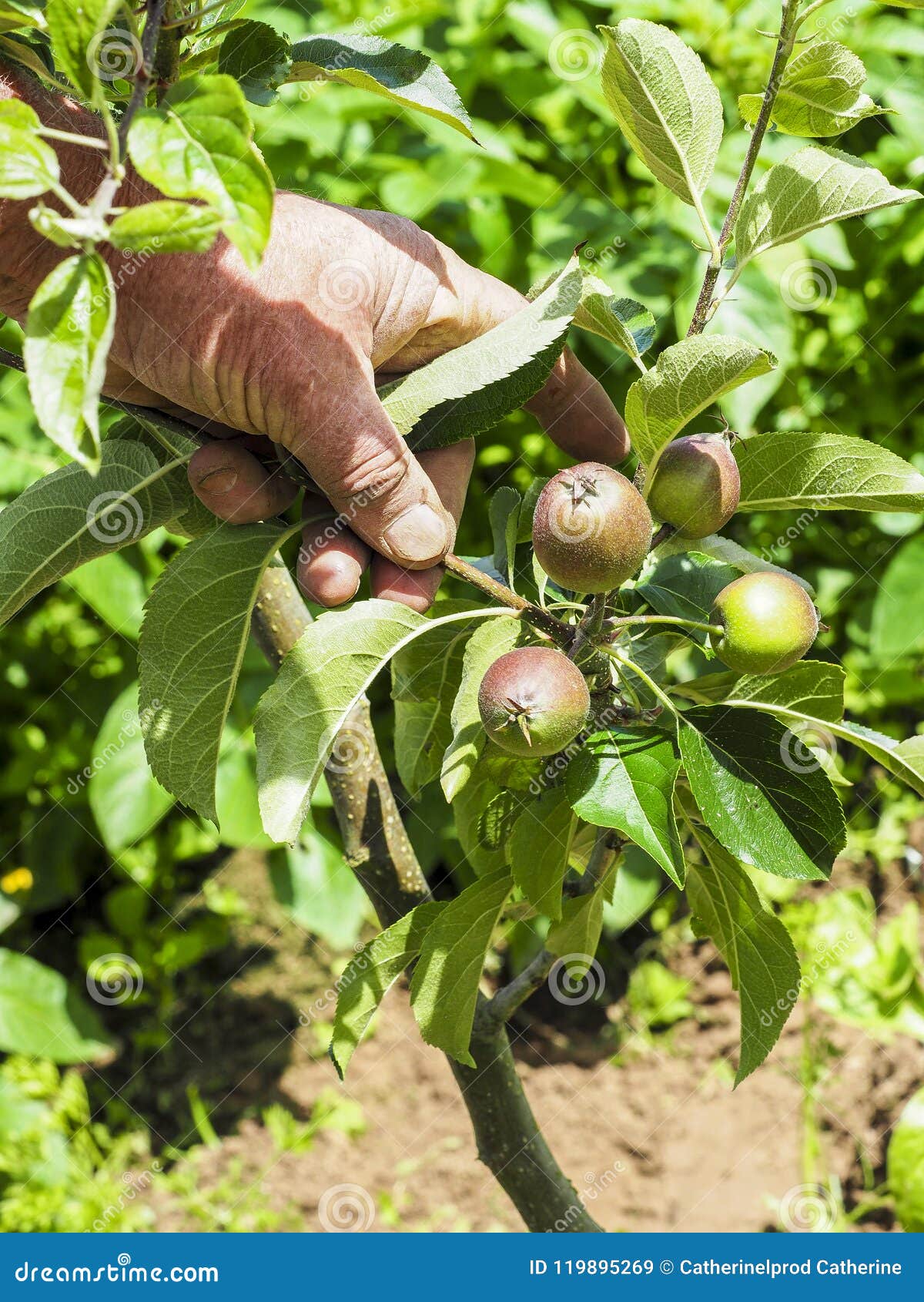 Hand that is Touching a Small Apple that is Hanging on a Tree Stock ...