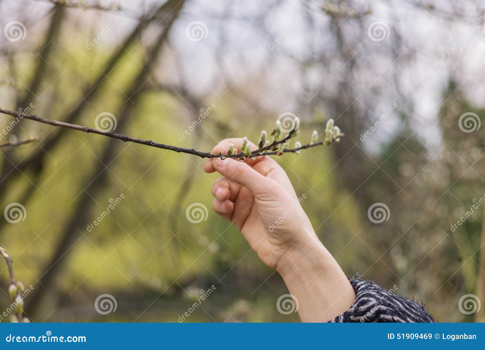 Hand touching spring buds stock image. Image of flower - 51909469