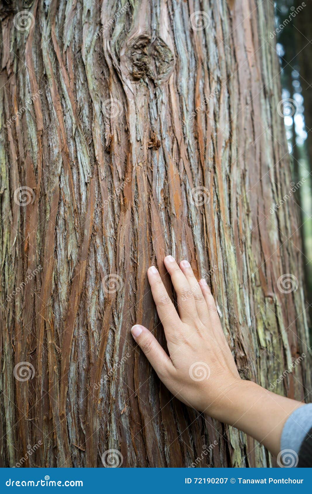 Hand touching on tree bark stock image. Image of botanical - 72190207