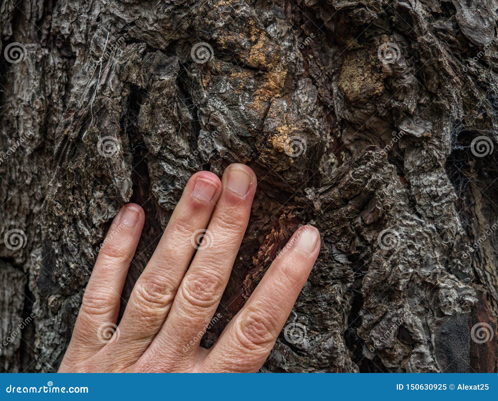 Hand Touching a Tree, Feel Nature Concept Stock Image - Image of growth ...