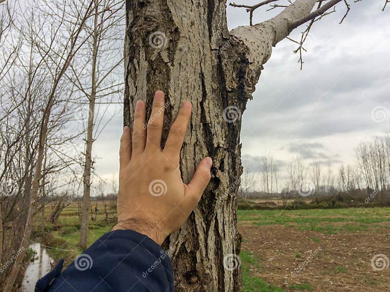 Hand Touching Tree Trunk. Keeping Touch Nature Stock Image - Image of ...