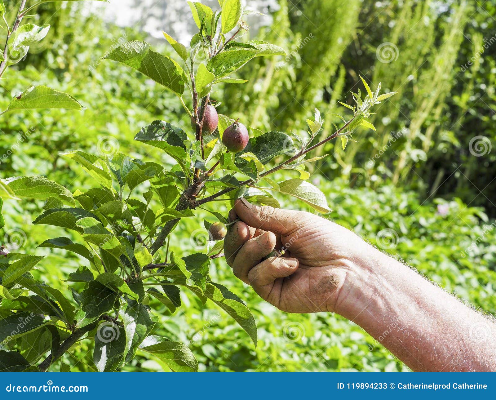Hand that is Touching a Small Apple that is Hanging on a Tree Stock ...