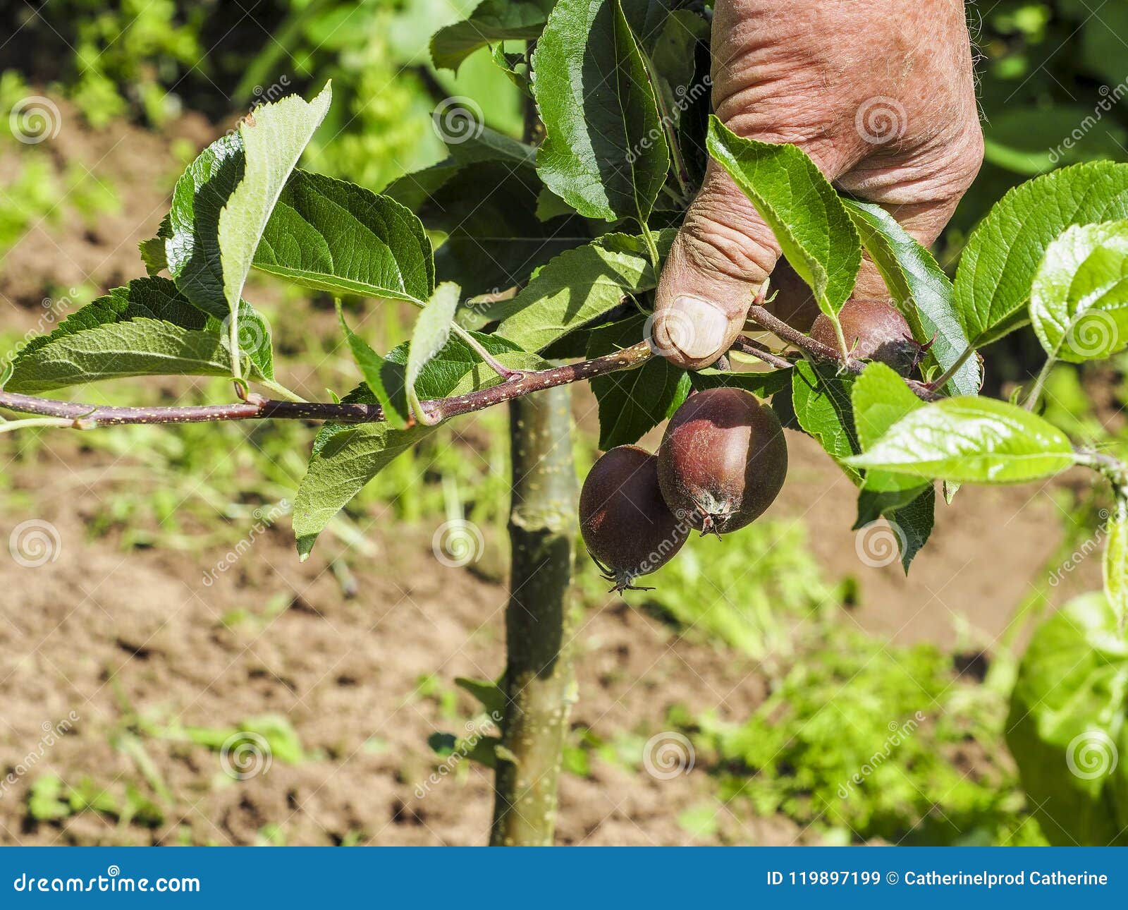 Hand that is Touching a Small Apple that is Hanging on a Tree Stock ...