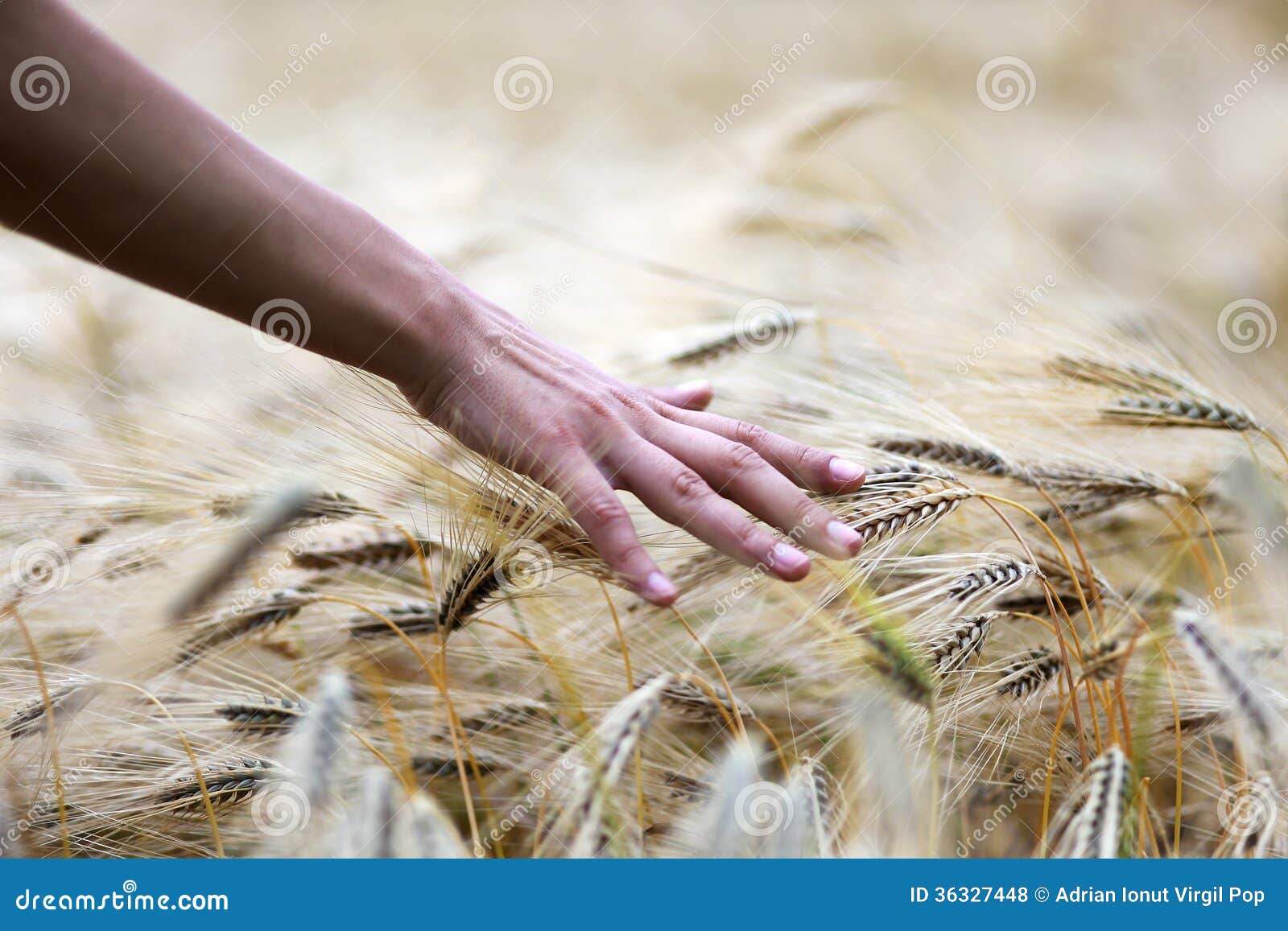 Hand touching wheat field stock photo. Image of feel - 36327448