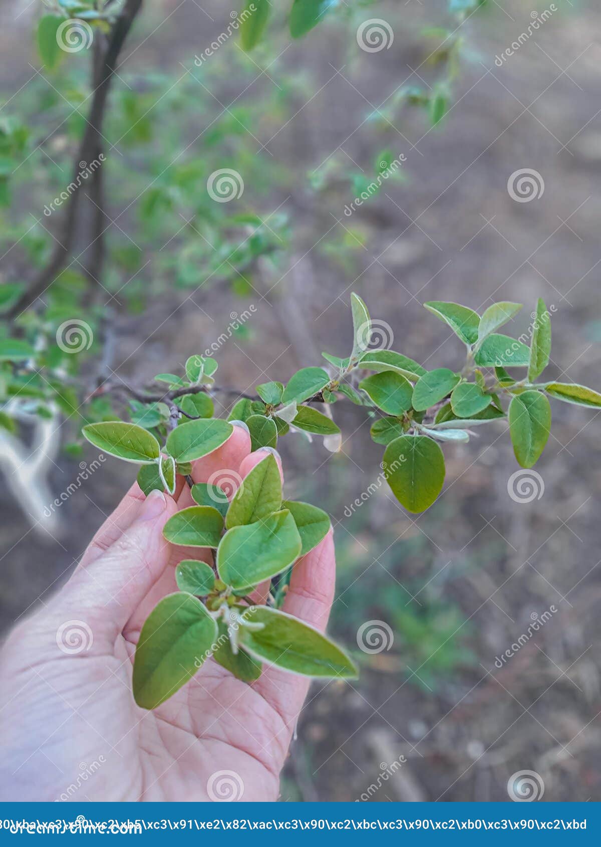 Hand Touching a Young Apple Tree in the Spring Season on the Ground ...