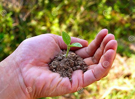 Hand and tree 01 stock photo. Image of growth, glow, dirt - 845860