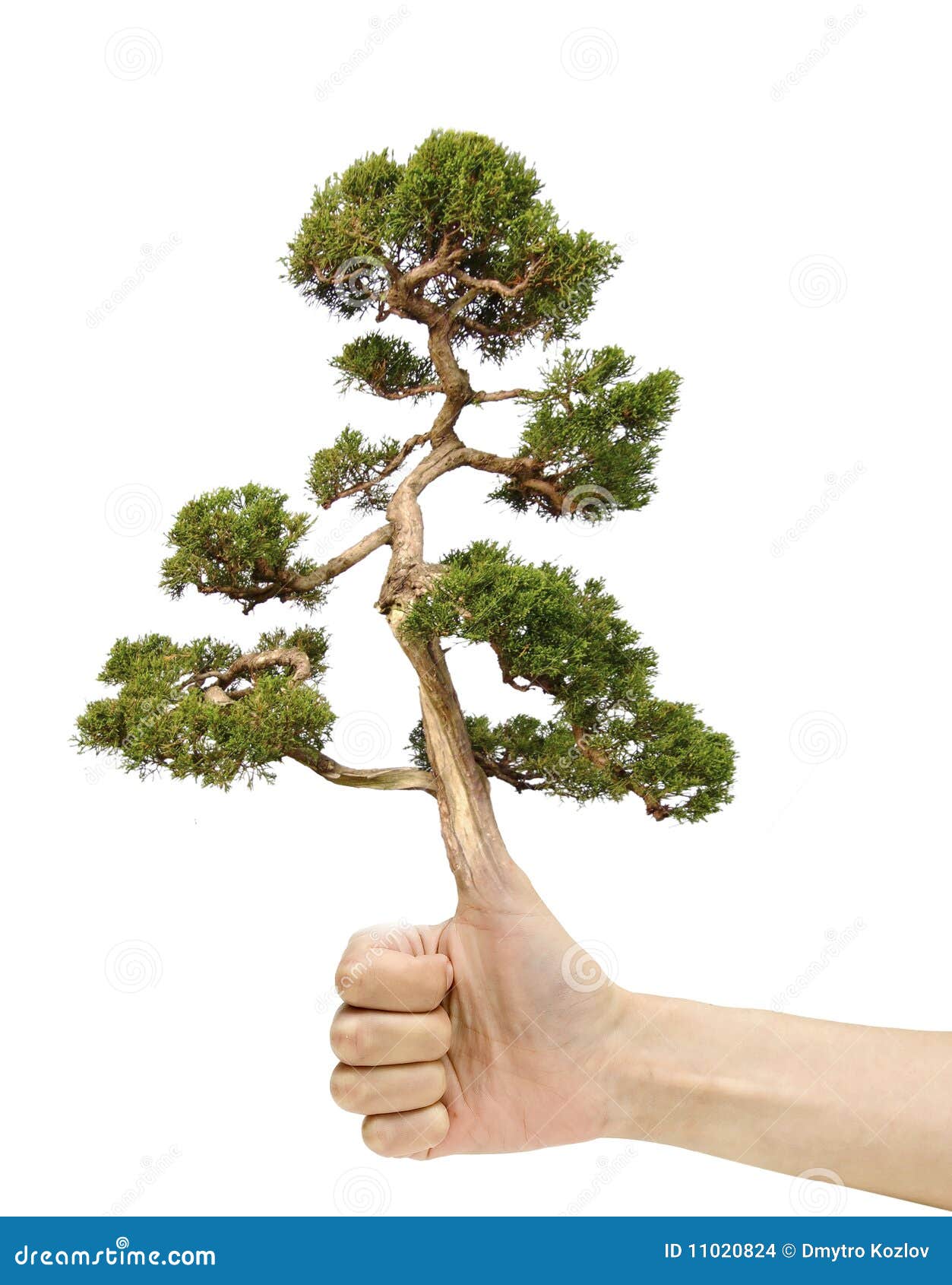 Hand and tree stock photo. Image of abstract, isolated - 11020824