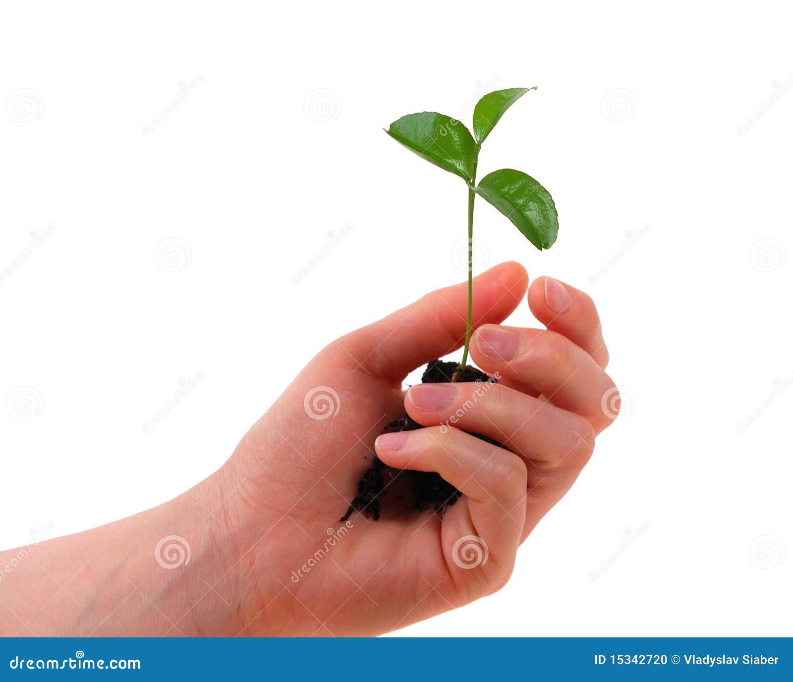 Hand and tree stock photo. Image of cultivated, leaf - 15342720