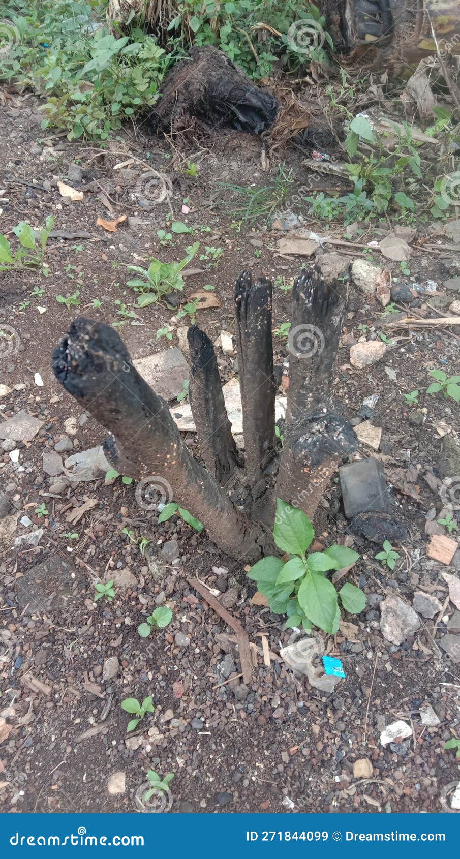 Hand Tree Burn stock image. Image of plant, food, hand - 271844099