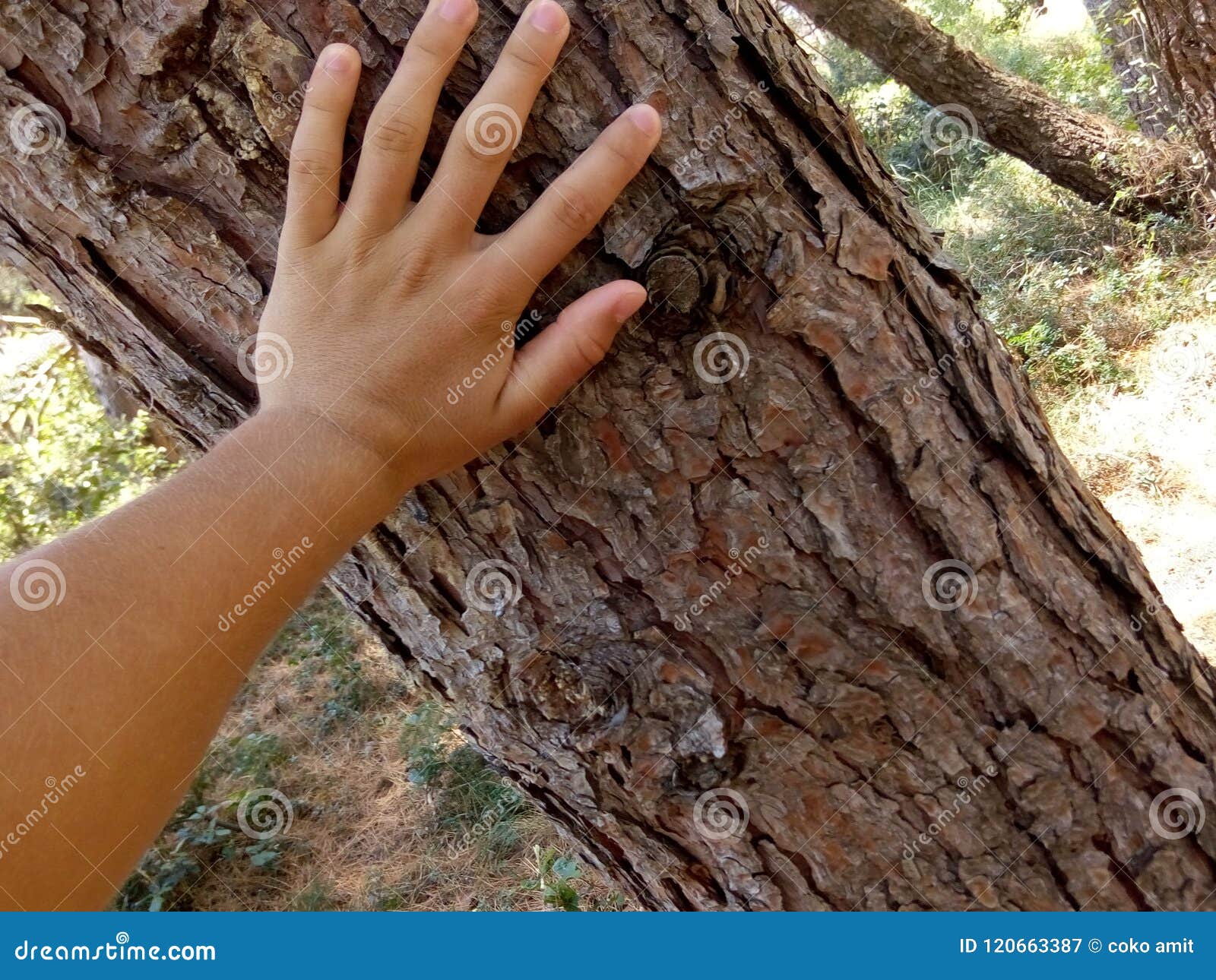 Hand in Tree stock image. Image of forests, tree, hand - 120663387