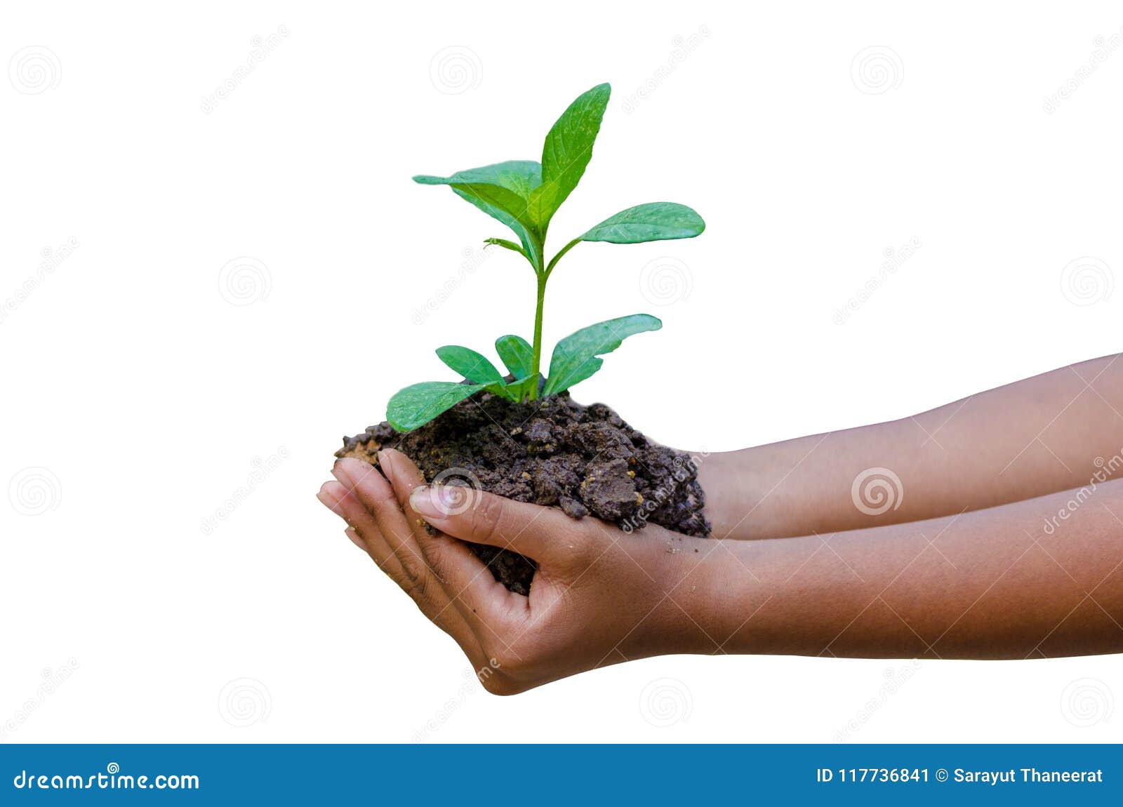 Hand Tree Isolate White Background Separated Stock Image - Image of ...