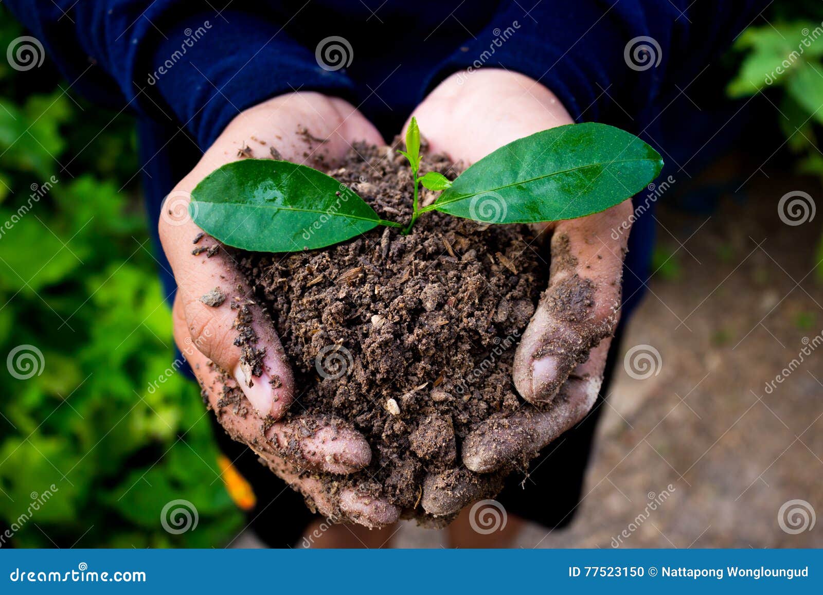 Hand for tree planting. stock photo. Image of outdoors - 77523150