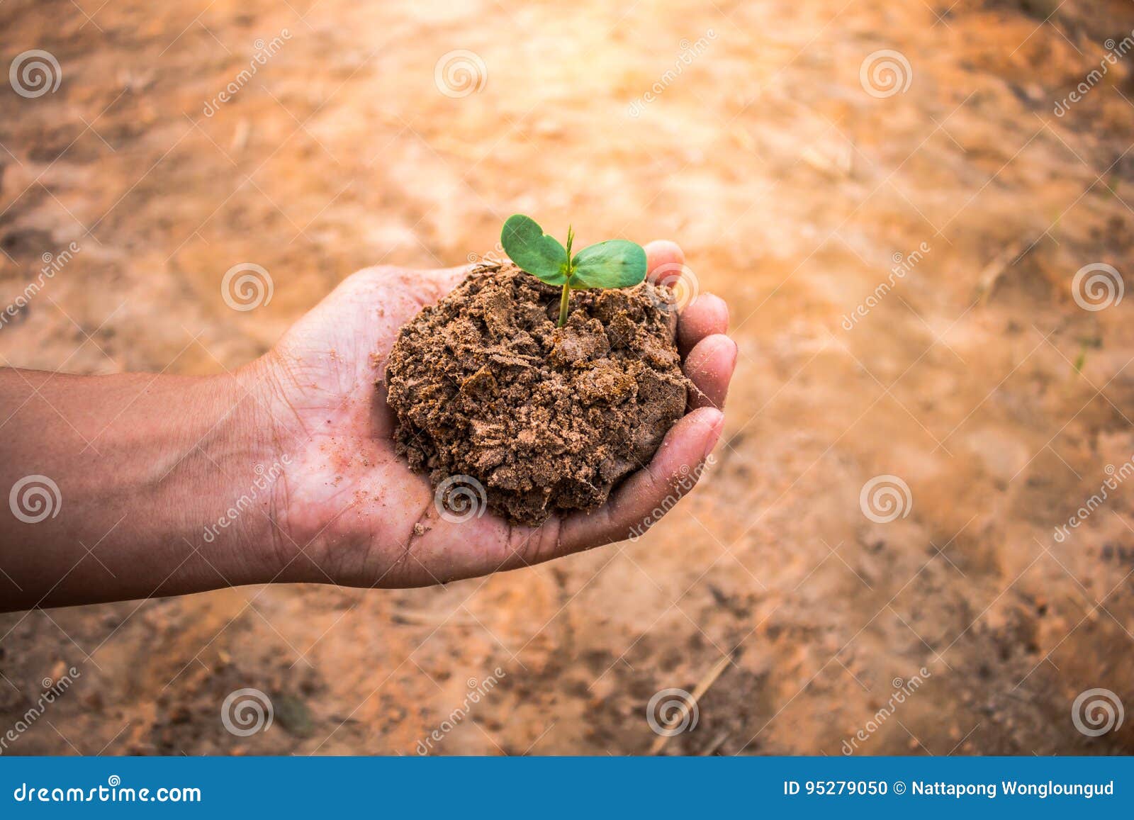 Hand for tree planting. stock photo. Image of outdoors - 95279050