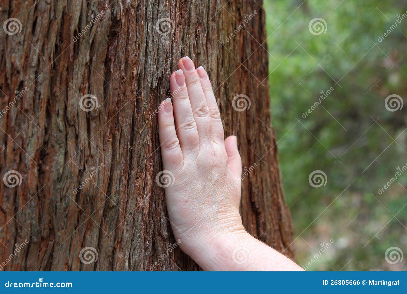 Hand on tree trunk stock photo. Image of checking, laying - 26805666