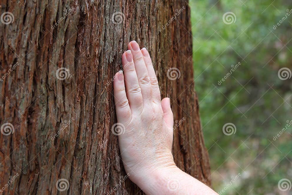 Hand on tree trunk stock photo. Image of checking, laying - 26805666