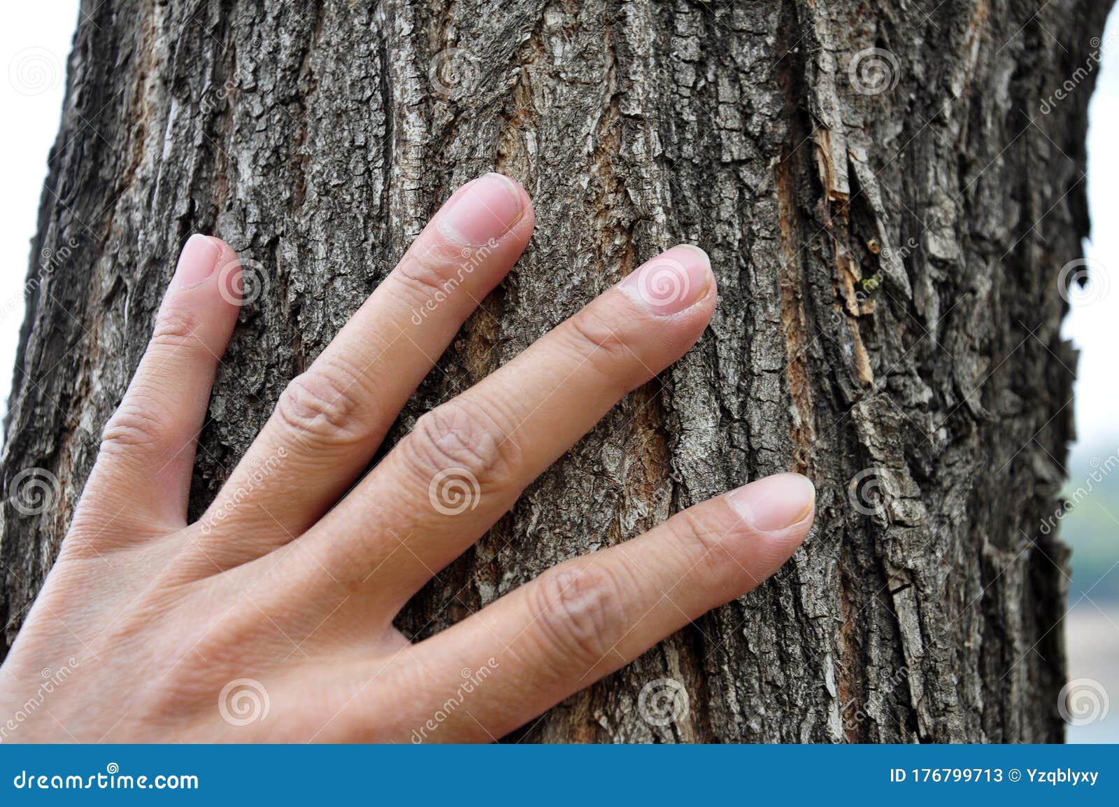Hand on tree Trunk stock image. Image of gray, love - 176799713