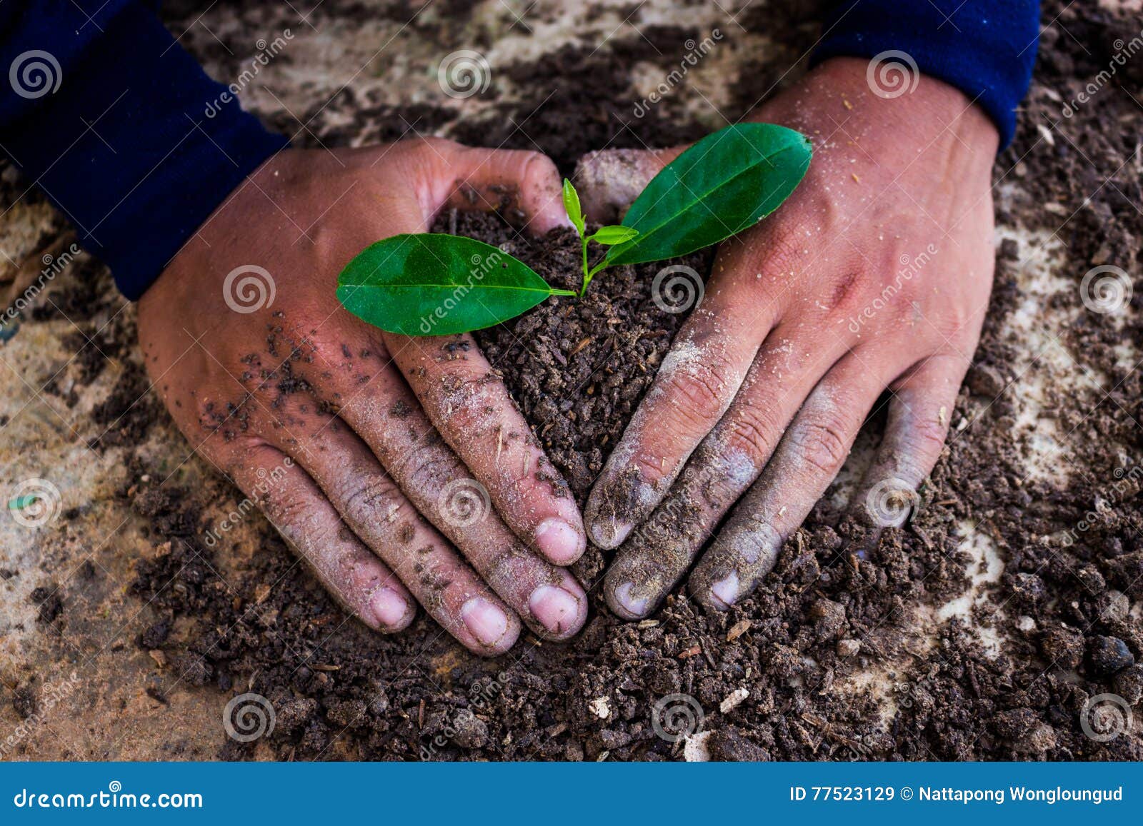 Hand of Trees that Used in Tree Planting. Stock Image - Image of summer ...
