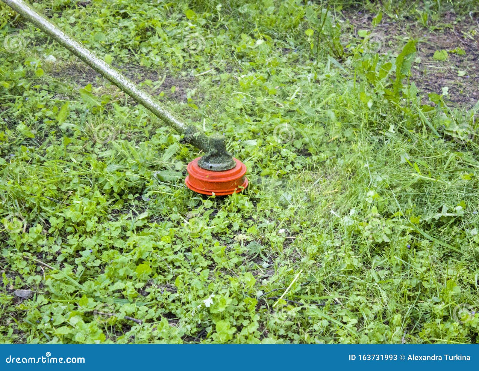 Hand Trimmer Mows the Grass Stock Image - Image of nature, care: 163731993