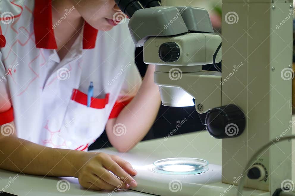 Hand Turns the Microscope S Fine Focus Adjustment Knob To Increase the ...