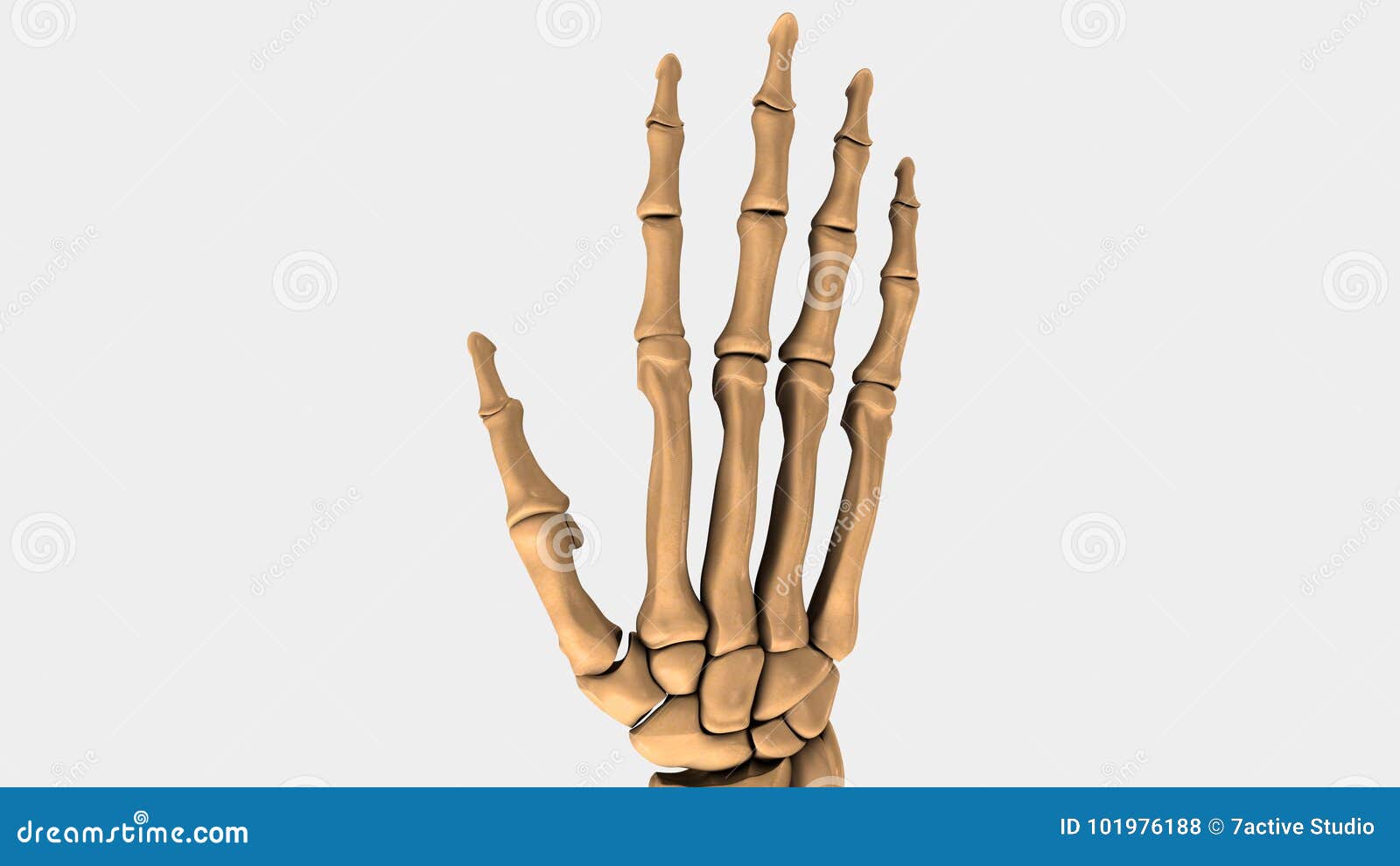 Hand-und Handgelenk-Knochen Des Menschen Stock Abbildung - Illustration ...