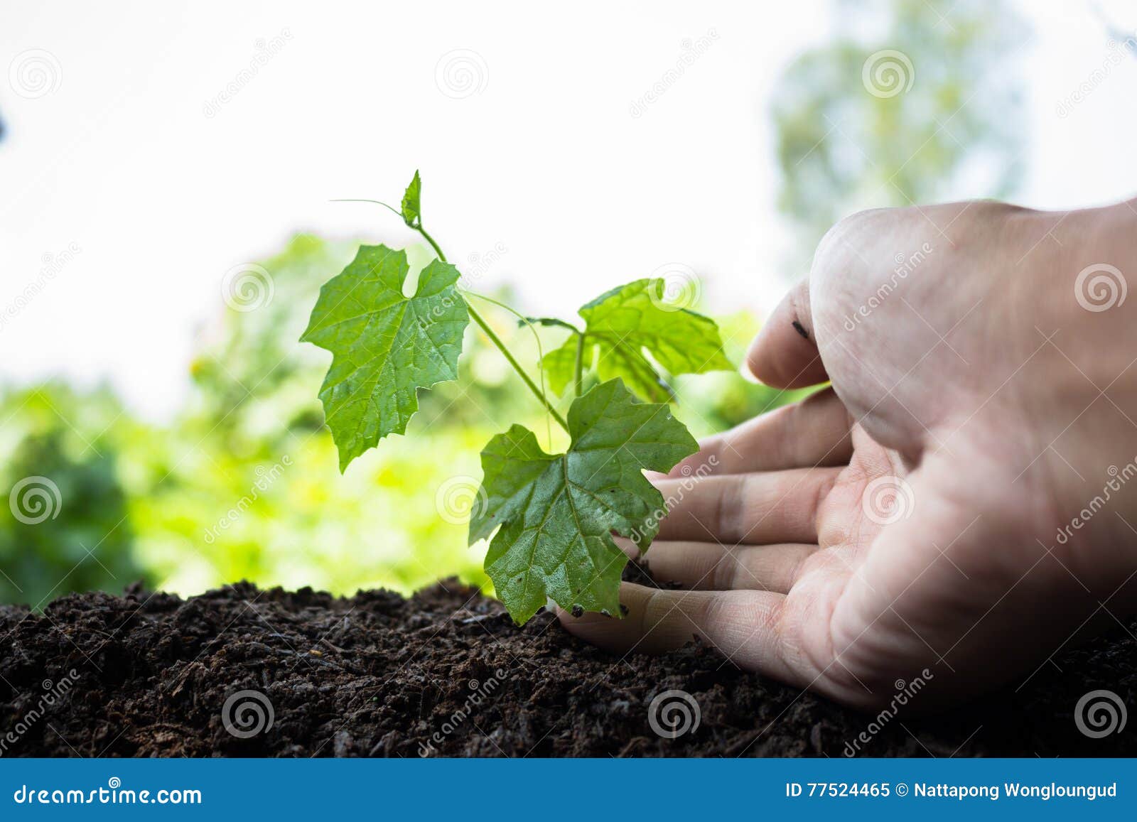 Hand Used To Grow Melons Stock Photos - Free & Royalty-Free Stock ...
