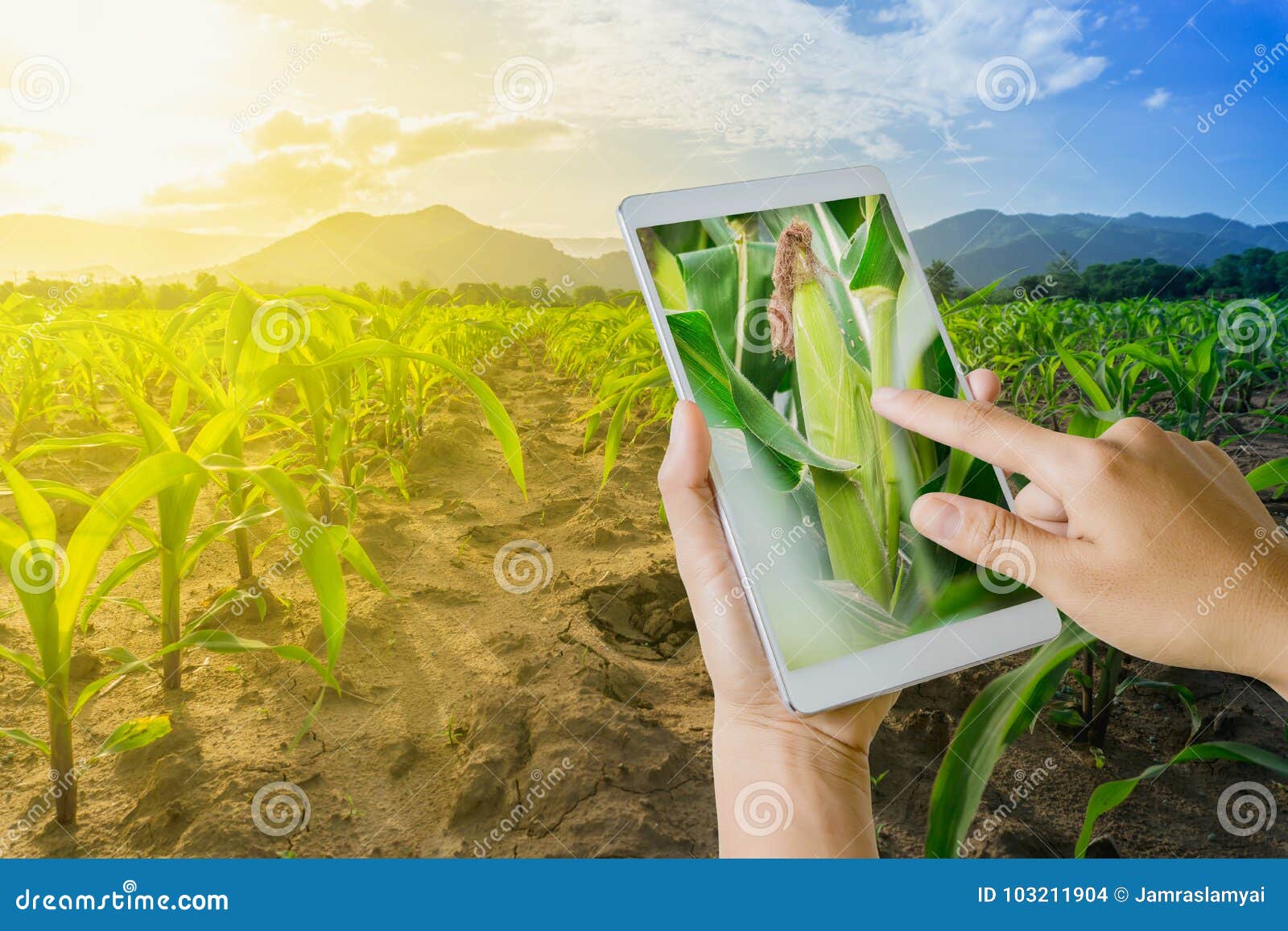 Hand Using Tablet Inspecting Corn in Agriculture Garden. Stock Photo ...
