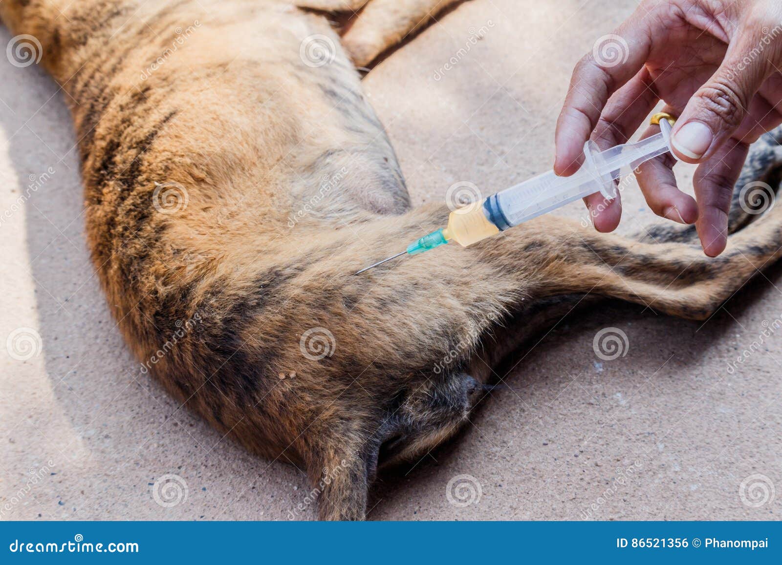 Hand Vaccination for Stray Dog. Stock Photo - Image of hospital ...