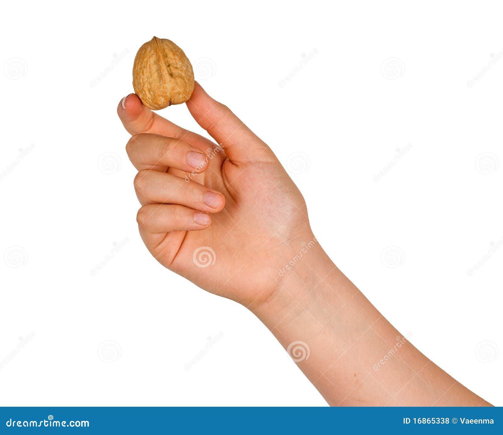 Hand with walnut stock photo. Image of walnut, hand, fatty - 16865338