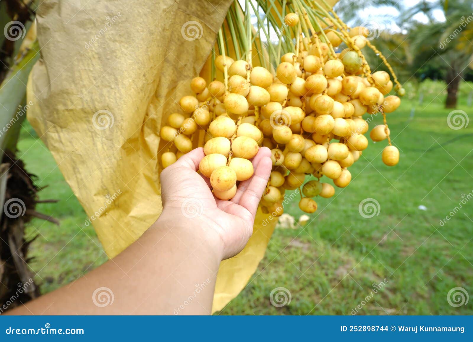 The Hand that is Spooning a Bunch of Dates Palm. Stock Photo - Image of ...