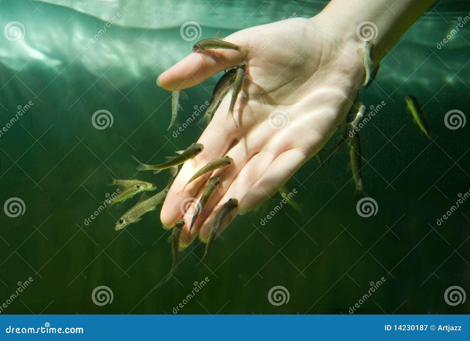 Hand in Water with Fishes. Spa Procedure Stock Image - Image of clean ...