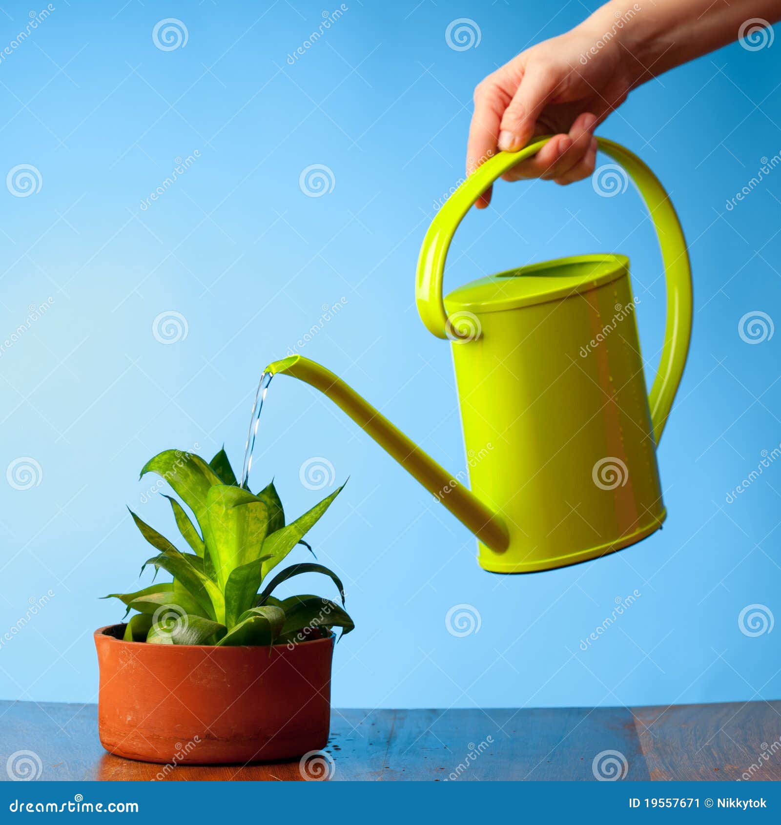 Watering A Plant
