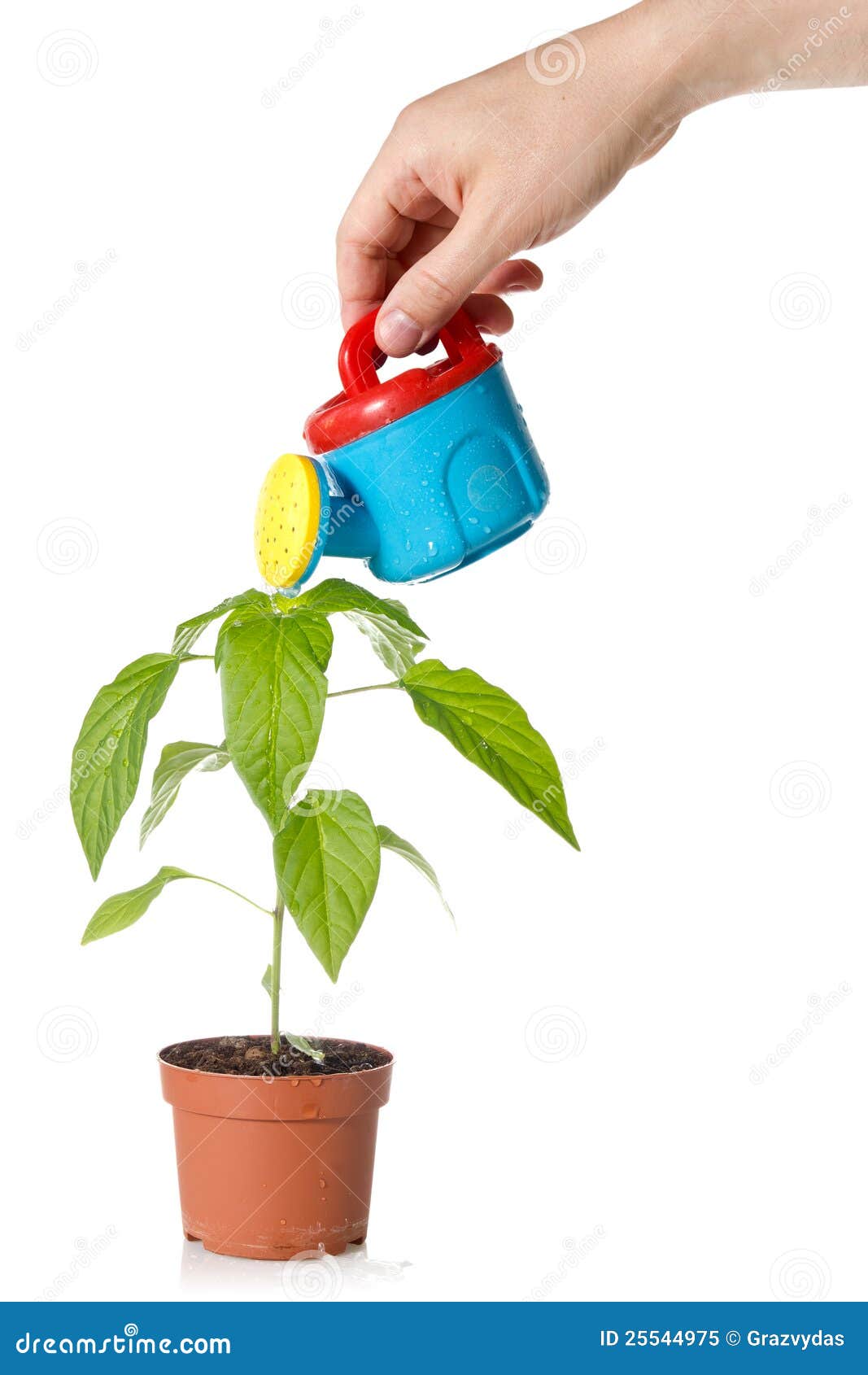 Hand watering a plant stock image. Image of nature, grow - 25544975
