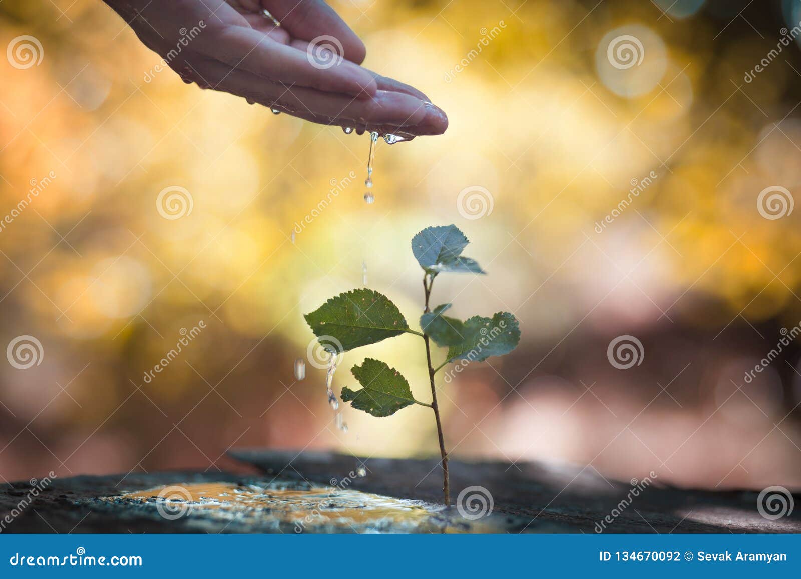 Hand watering plant stock photo. Image of environmental - 134670092