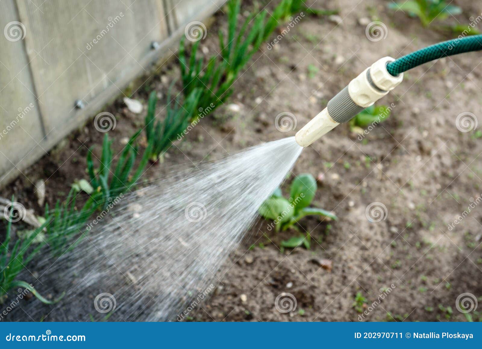 Hand Watering Plants in Garden Stock Image - Image of backyard, flowing ...