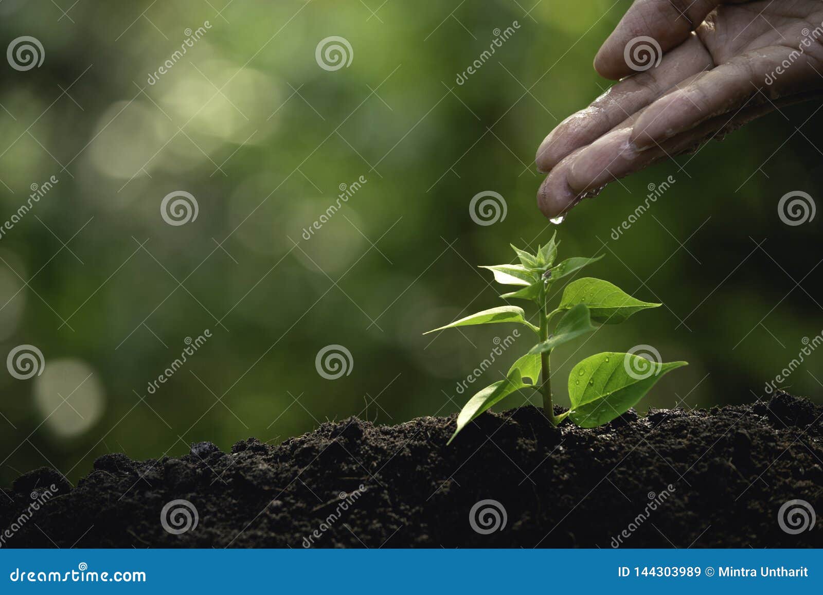 Watering A Small Cherry Tree In The Garden From A Metal Bucket, Farm ...