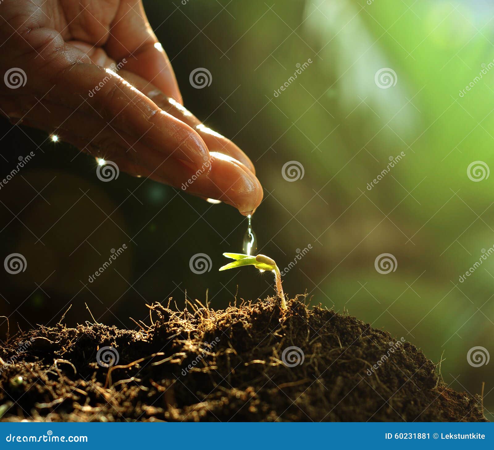 Hand Watering To Small Plant Stock Image - Image of design, grassland ...