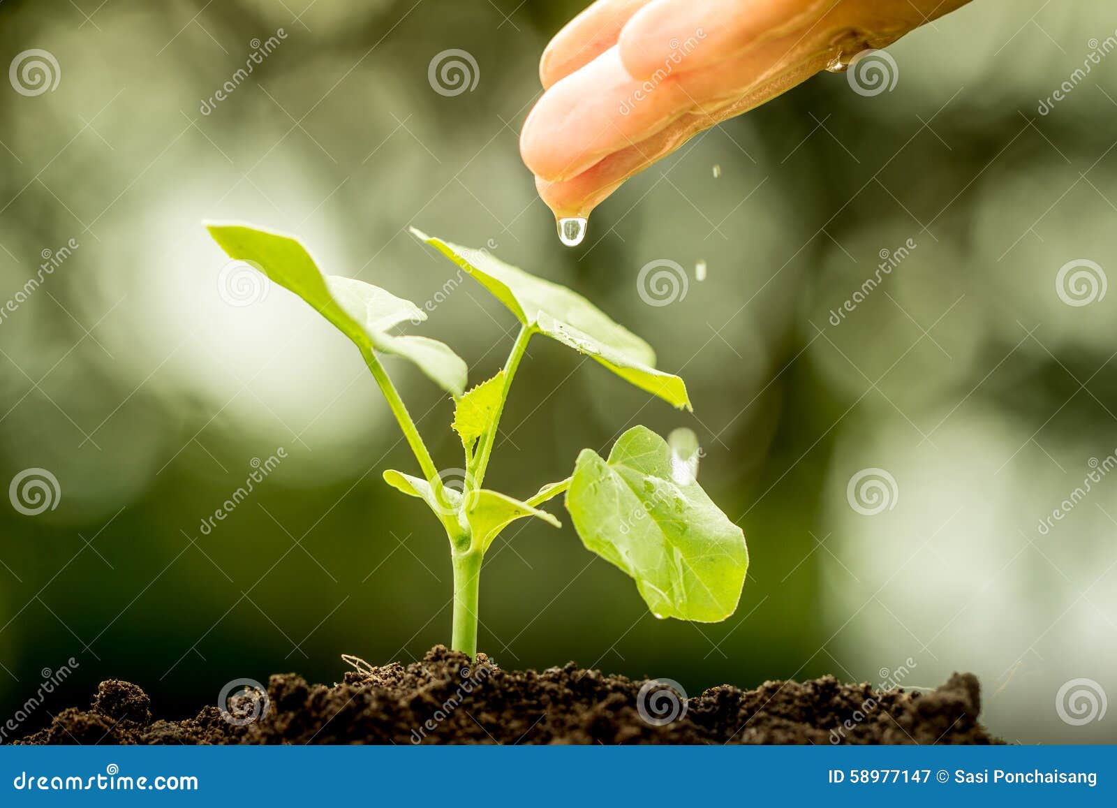 Hand Watering Plants With Hose Royalty-Free Stock Image | CartoonDealer ...