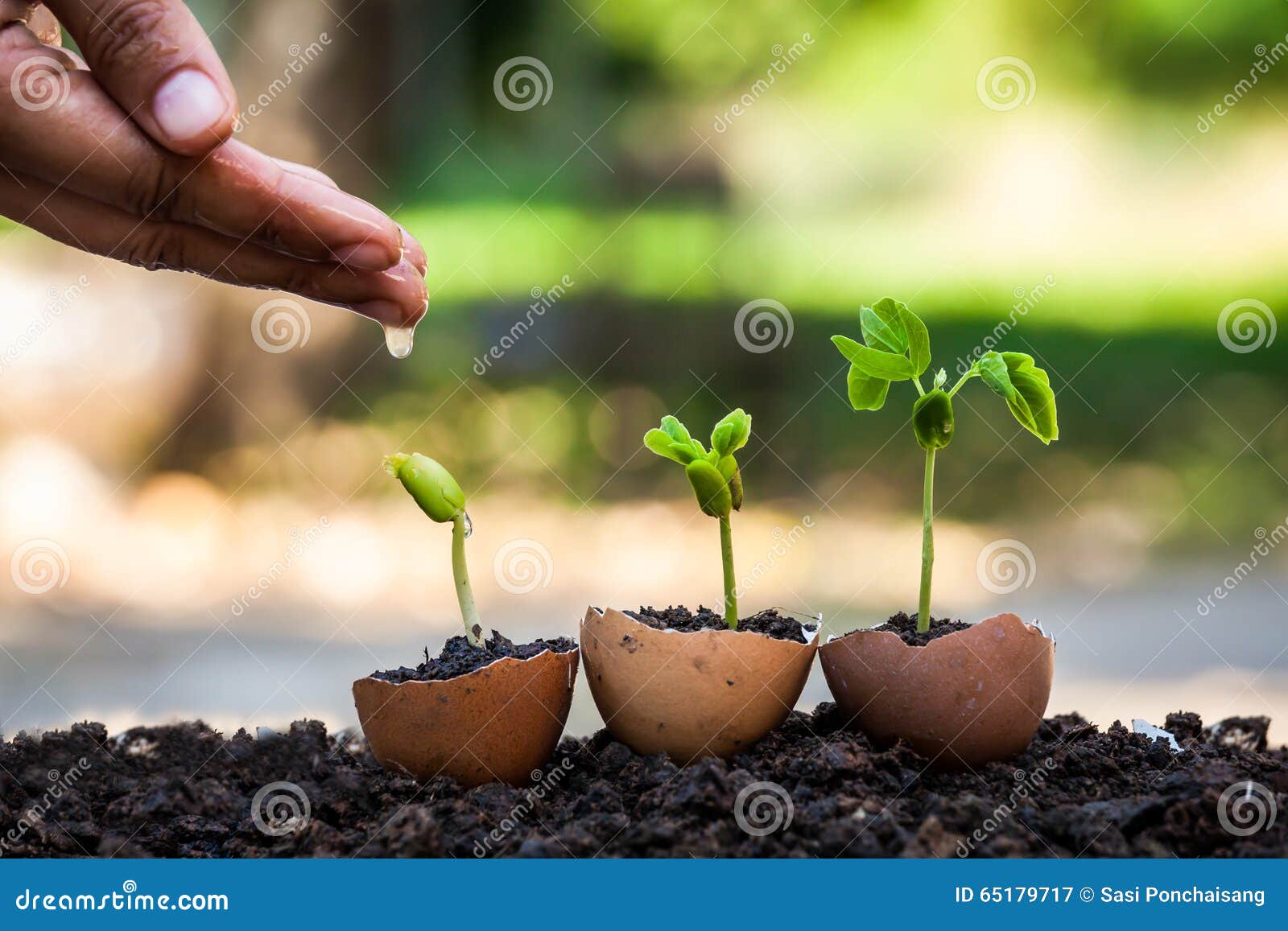 Hand Watering Young Plant Growing in Egg Shell Stock Image - Image of ...