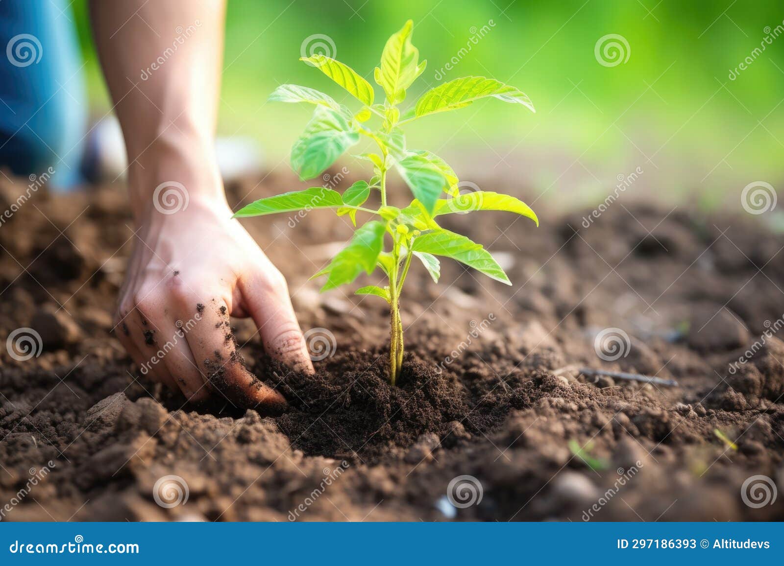 Hand Watering Young Tree Sapling Stock Image - Image of activity ...