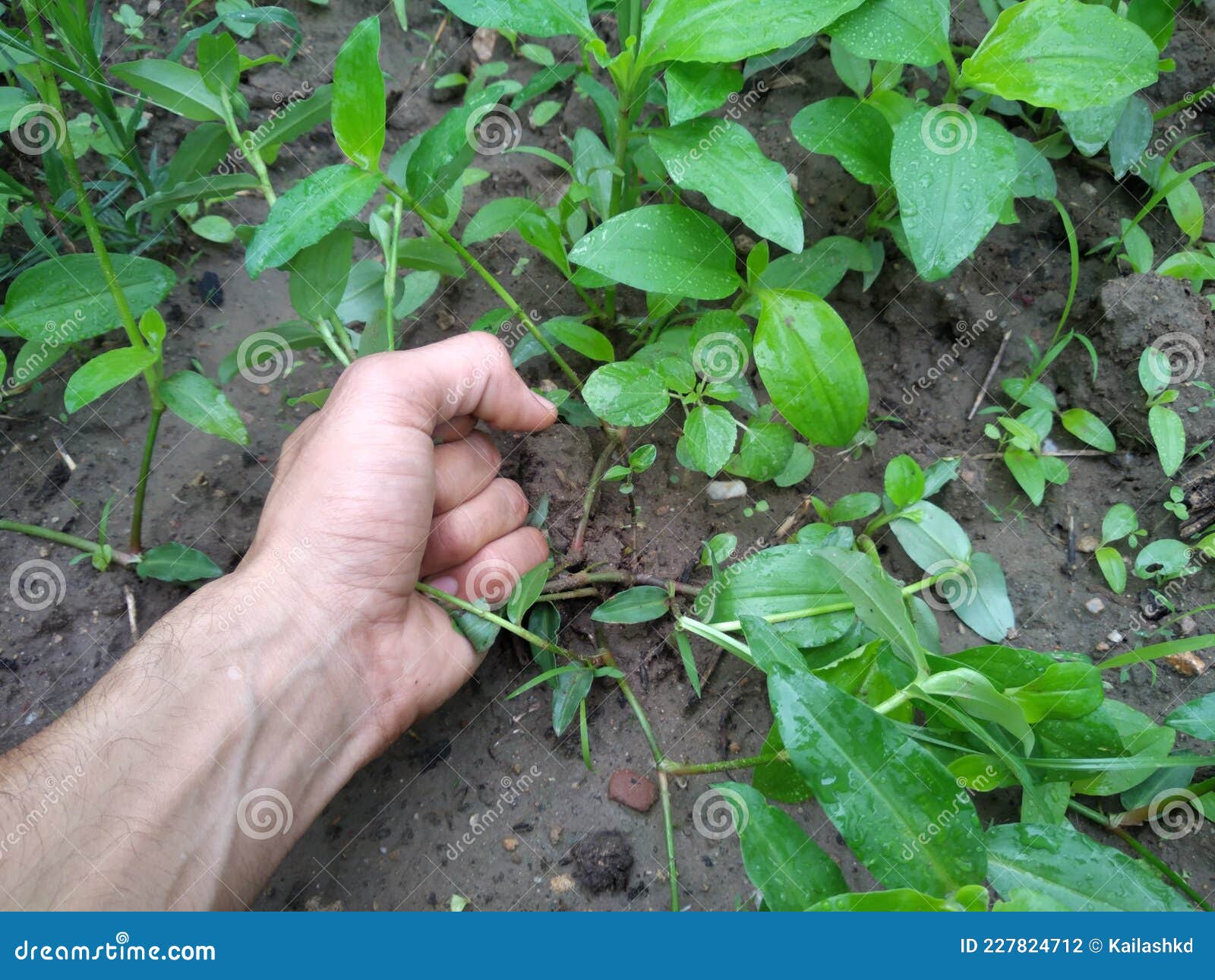 Hand weeding in field stock photo. Image of dayflower - 227824712