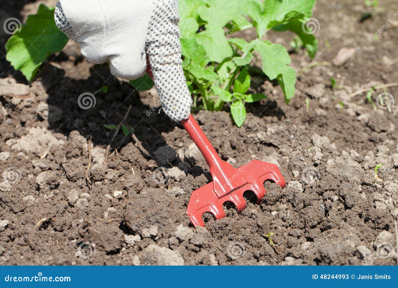Hand weeding. stock image. Image of farmer, outdoor, weeding - 48244993