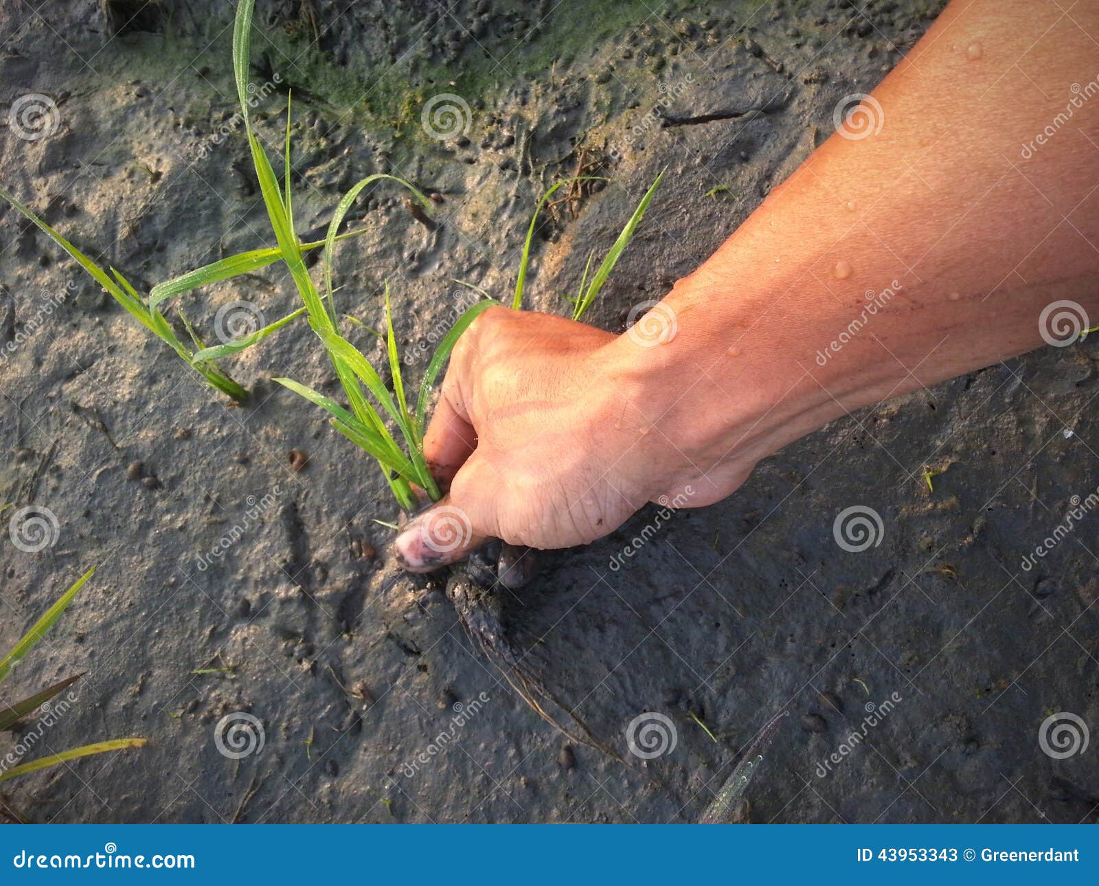 Hand weeding stock image. Image of weeding, hand, working - 43953343