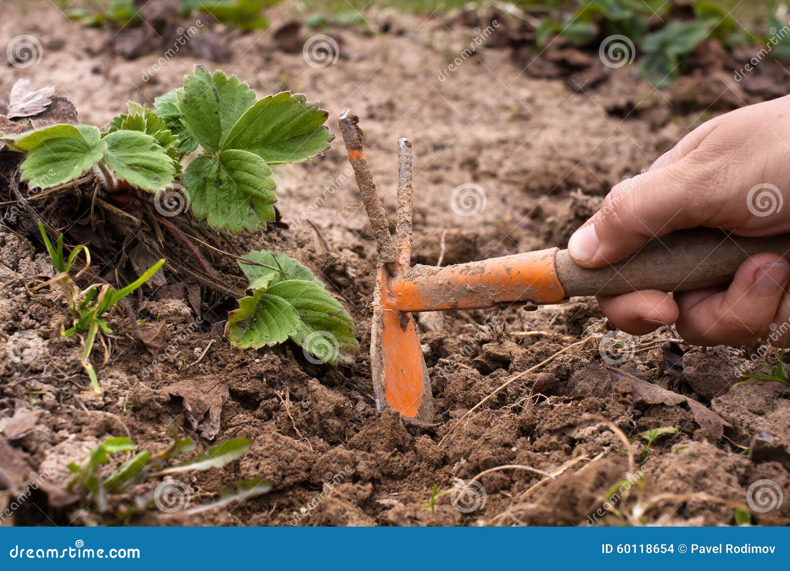 Hand Weeding In Garden, Farm Cleaning Royalty-Free Stock Photography ...