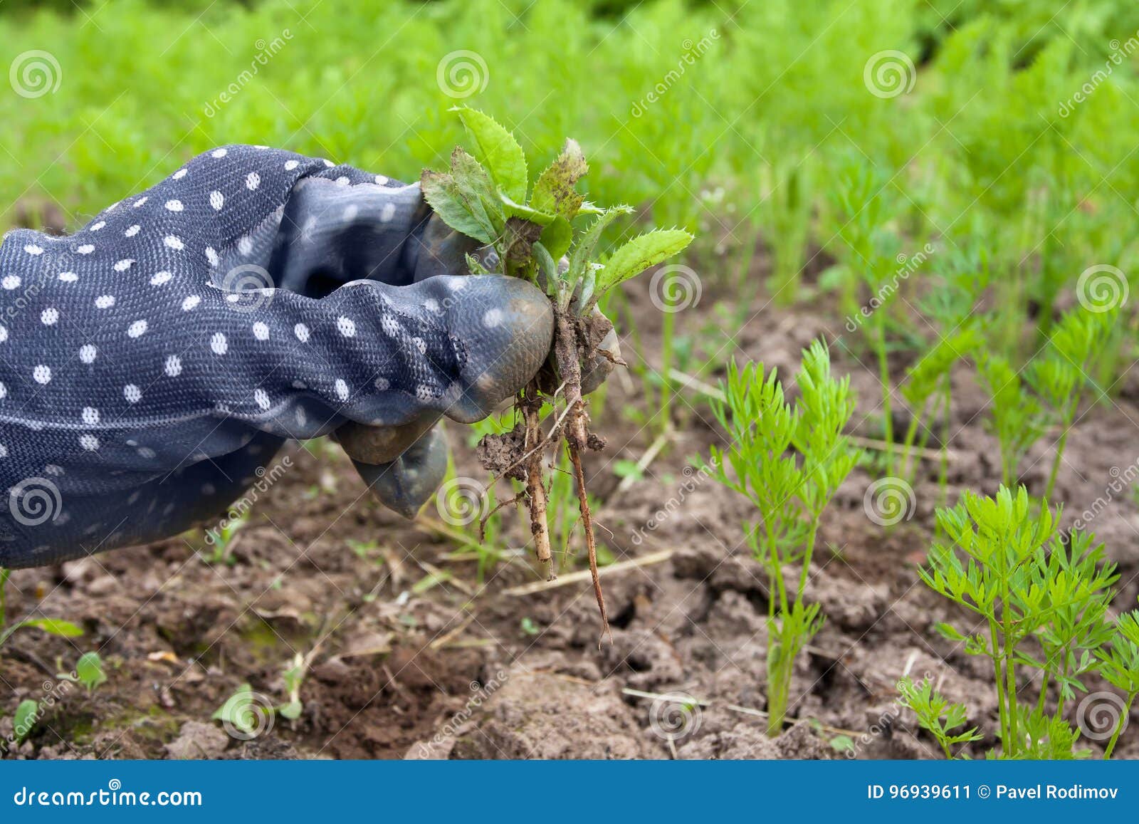 Hand Weeding in the Vegetable Garden Stock Image - Image of people ...