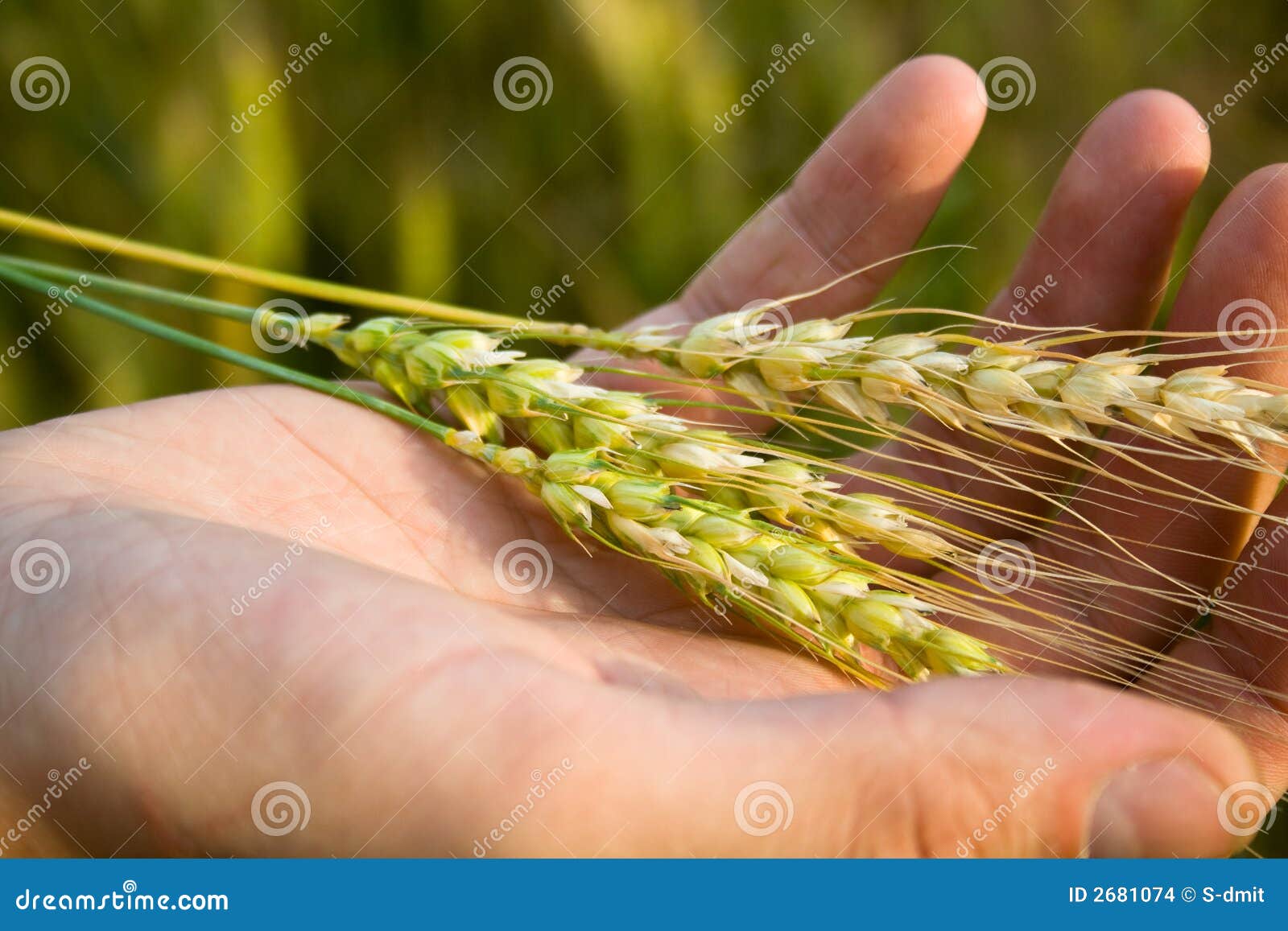 Hand with wheat stock photo. Image of person, eating, grain - 2681074