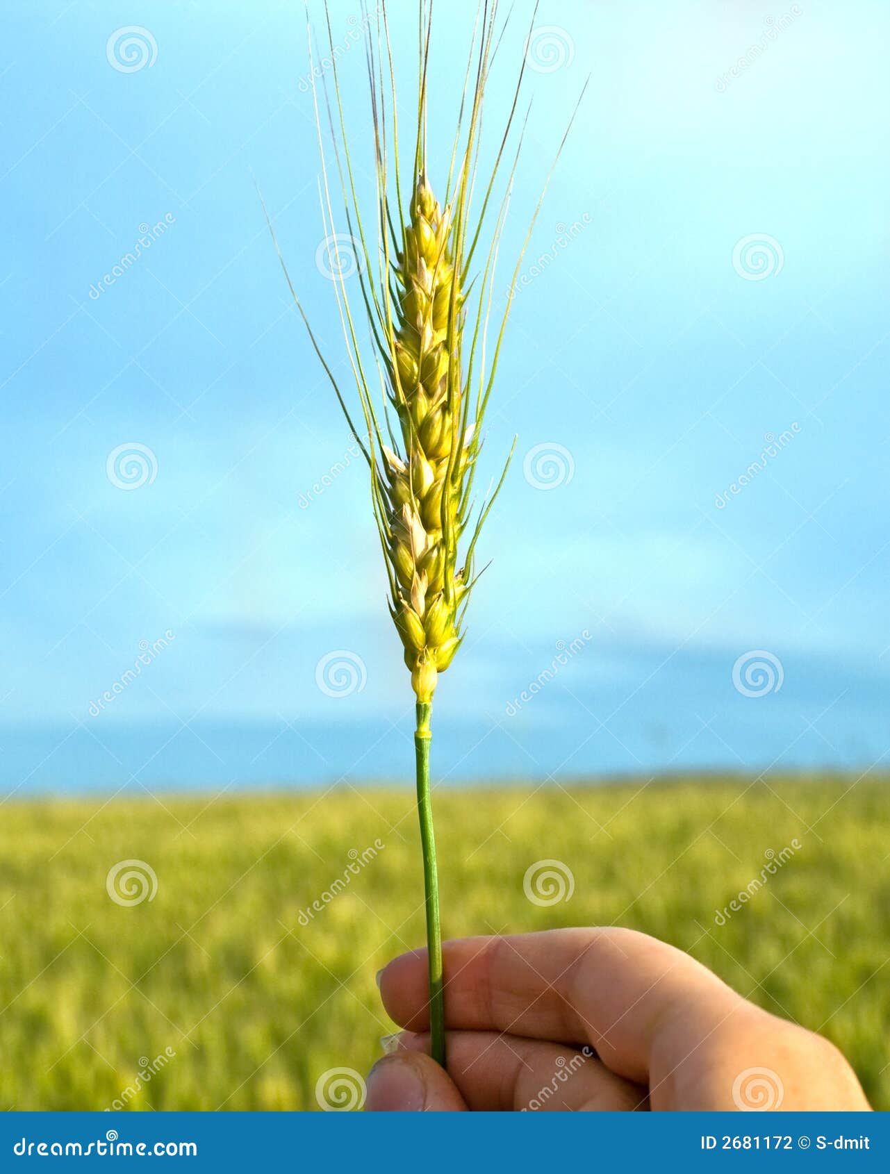 Hand with wheat stock photo. Image of eating, holding - 2681172