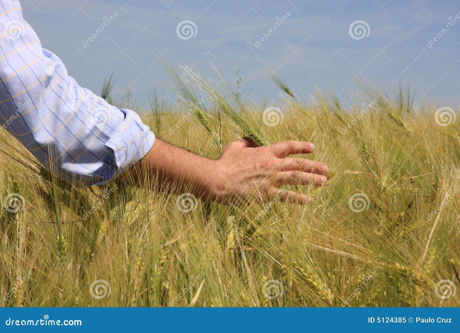 Hand & Wheat stock image. Image of alone, hand, freedom - 5124385
