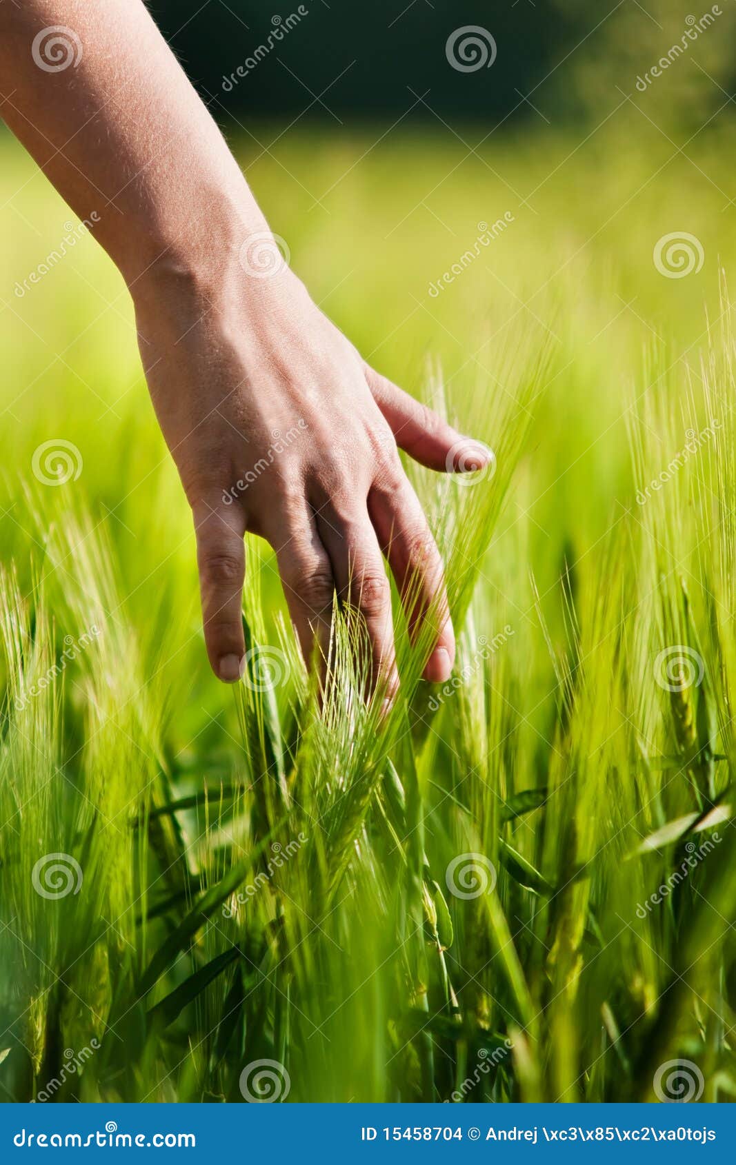Hand in wheat field stock photo. Image of rural, yellow - 15458704
