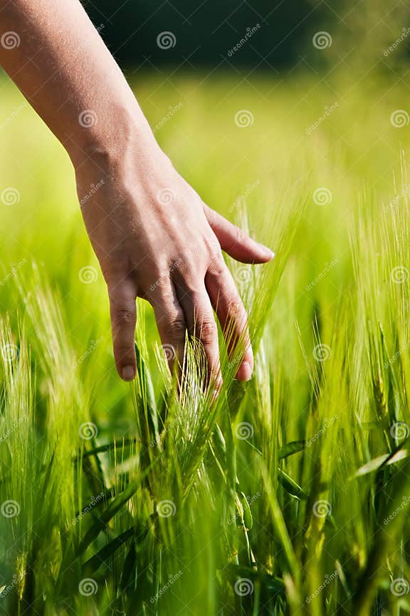 Hand in wheat field stock photo. Image of rural, yellow - 15458704